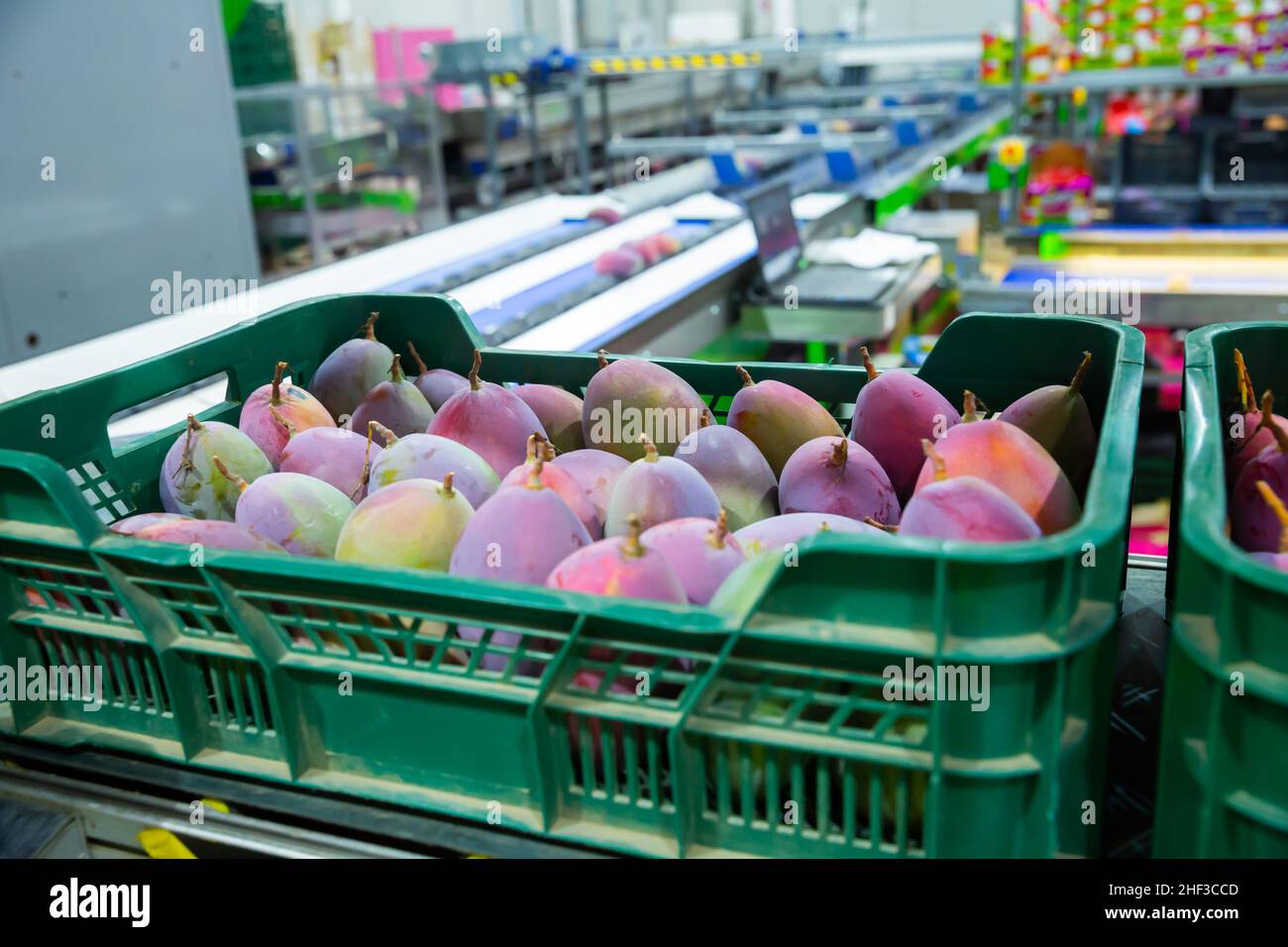 Fresh tropical fruit mango in crates after packaging in warehouse Stock ...