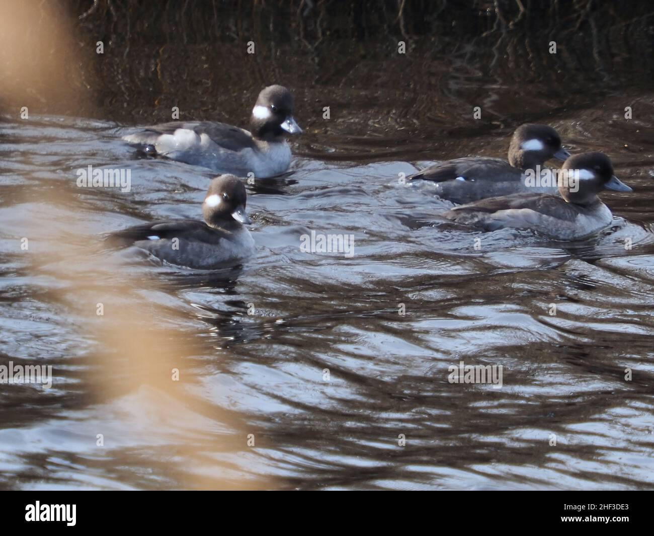 Closeup of four female Bufflehead Ducks in water Stock Photo - Alamy