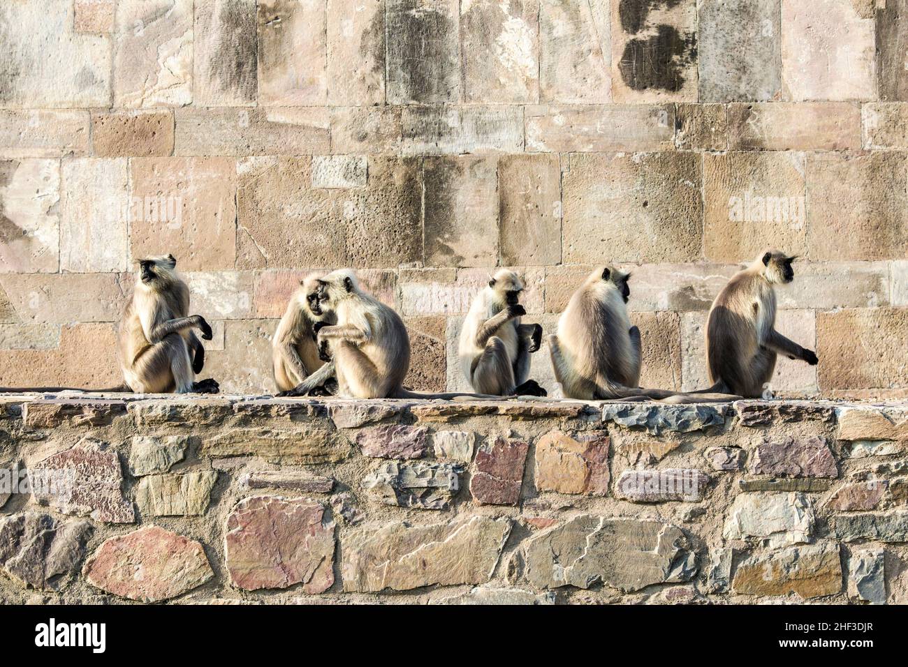 Curious indian monkey hi-res stock photography and images - Alamy
