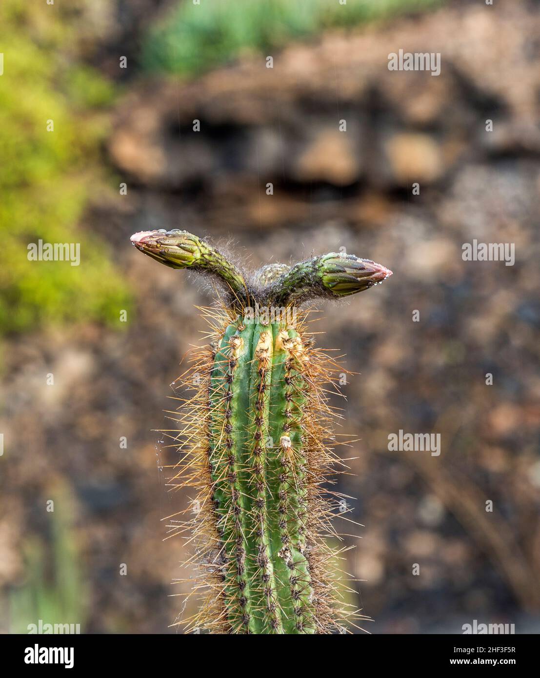 bud of cactus in detail with water drop Stock Photo - Alamy