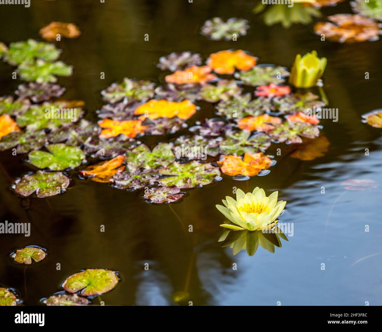 blooming water lily floating in the lake Stock Photo - Alamy