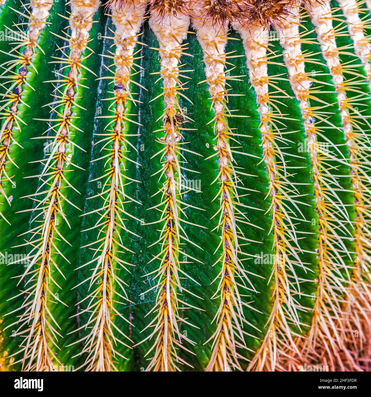 detail of green cactus with sharp thorn Stock Photo - Alamy