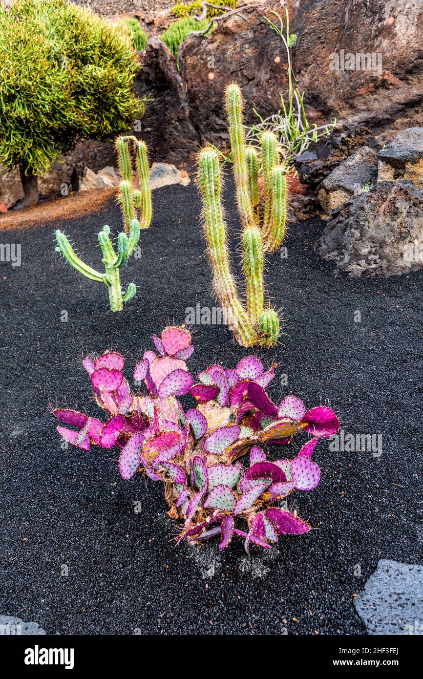 Cochenille mealy bugs on cacti in Lanzarote Stock Photo - Alamy