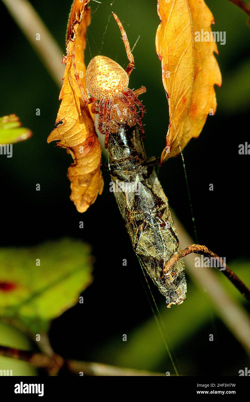 Golden orbweaver spider eating a beetle Stock Photo - Alamy