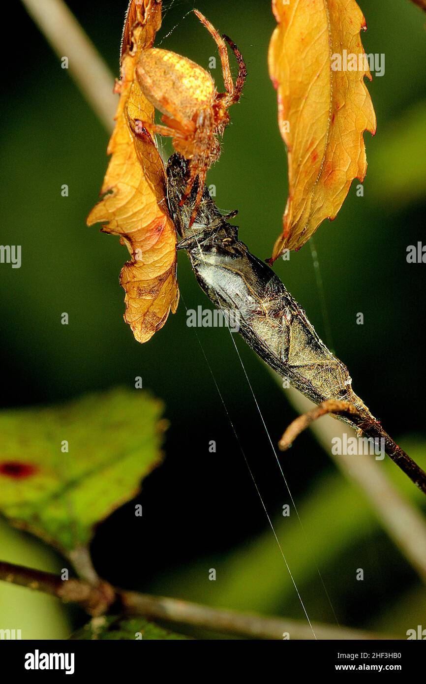 Spider beetle hi-res stock photography and images - Alamy