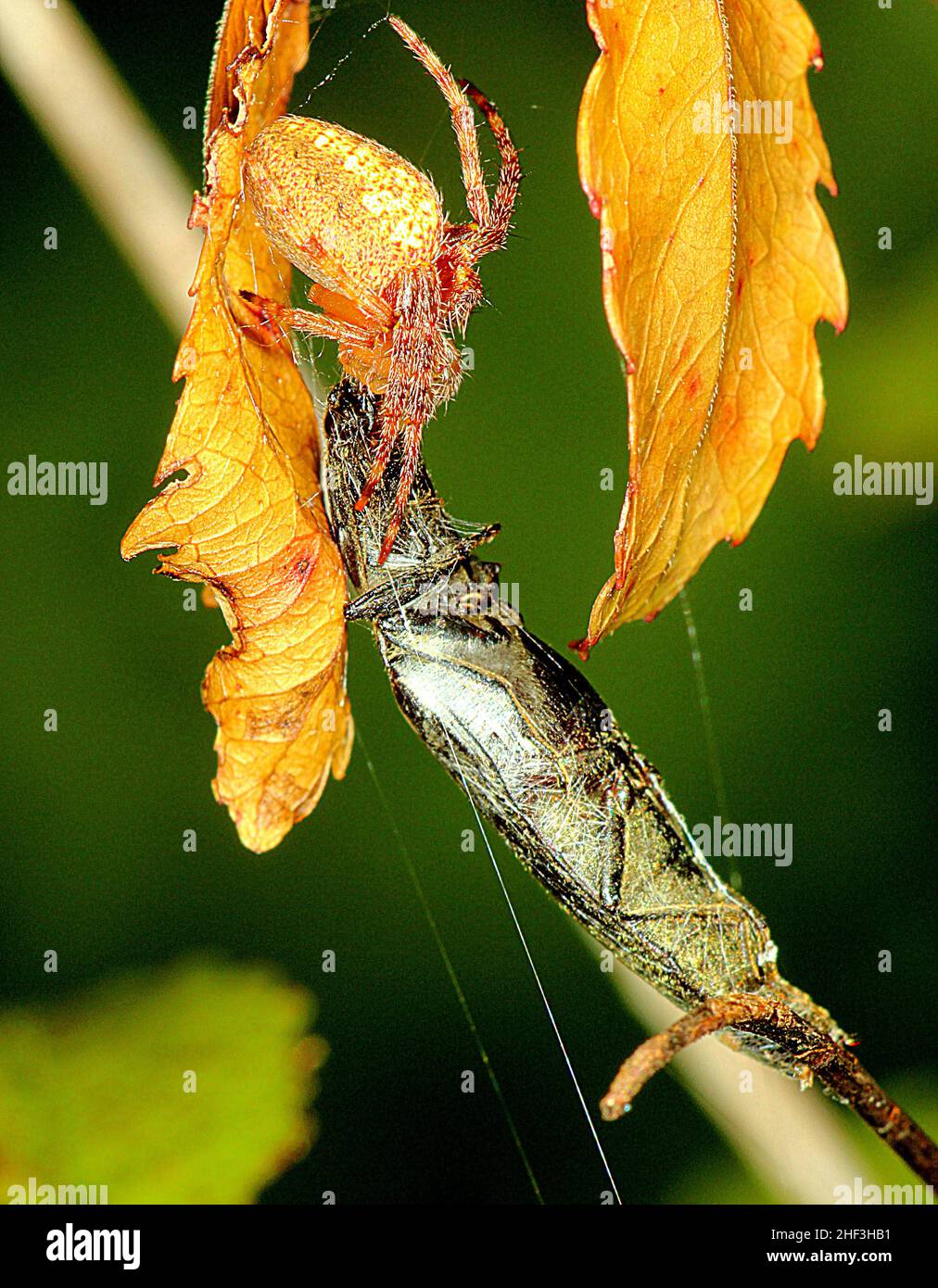 Golden orbweaver spider eating a beetle Stock Photo - Alamy