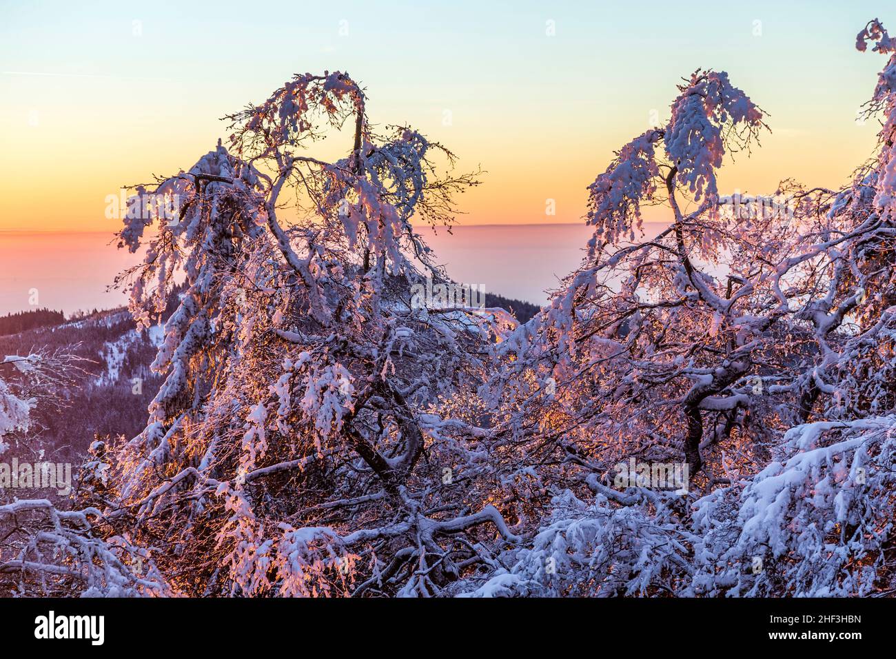 sunrise under the winter calm mountain landscape with beautiful fir ...