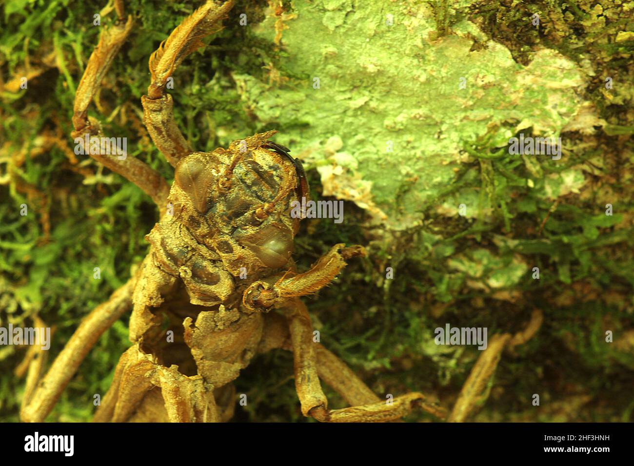 Moulted exoskeleton of giant bush dragonfly (Uropetala carovei Stock ...