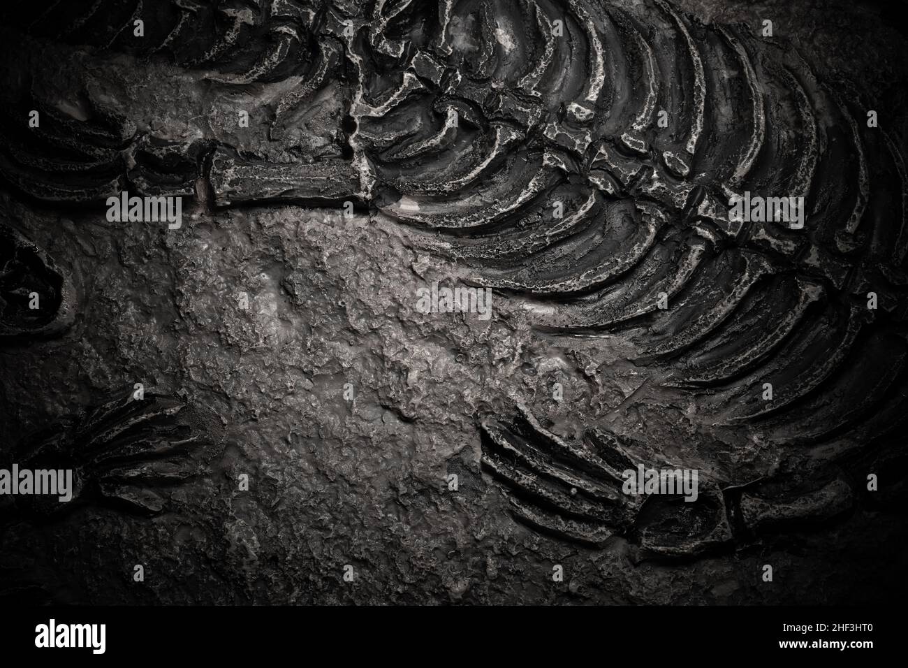 top view dinosaur skeleton fossil Stock Photo - Alamy