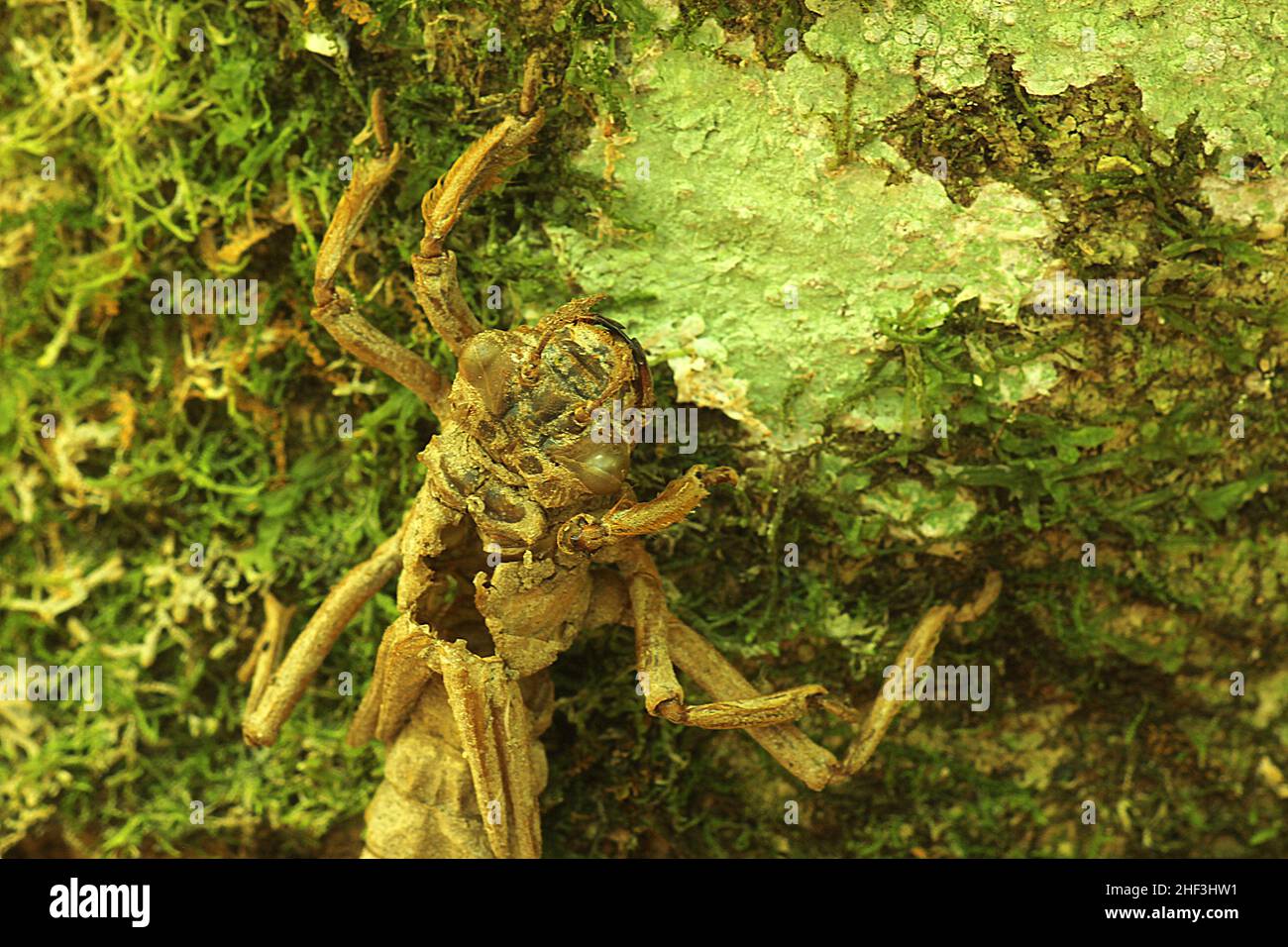 Dragonfly exoskeleton hi-res stock photography and images - Alamy