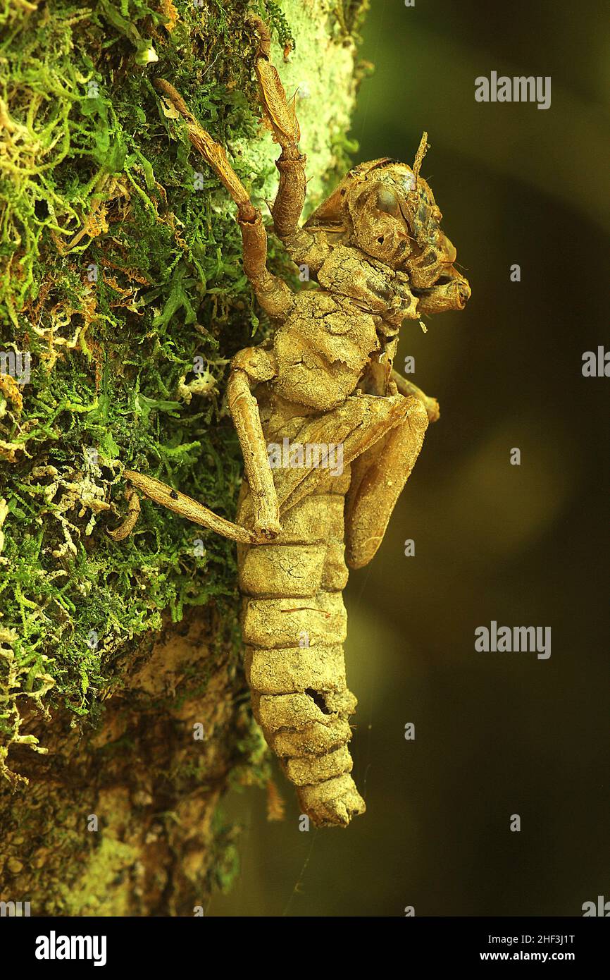 Moulted exoskeleton of giant bush dragonfly (Uropetala carovei Stock ...