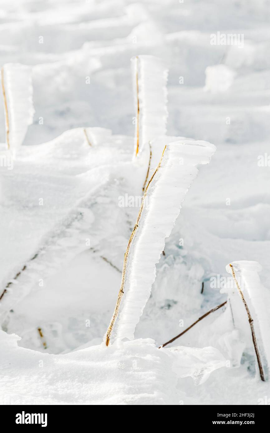detail of snow and ice at frozen plant at the winter mountain landscape ...