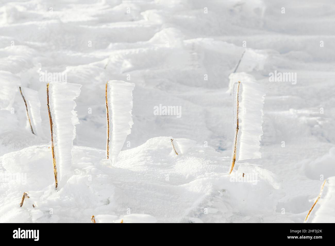 detail of snow and ice at frozen plant at the winter mountain landscape ...