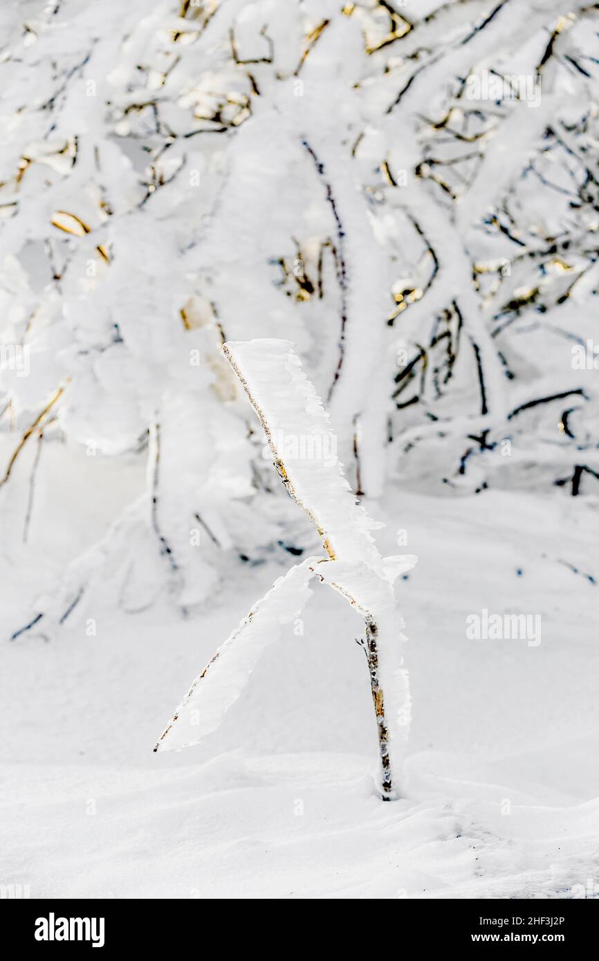 detail of snow and ice at frozen plant at the winter mountain landscape ...