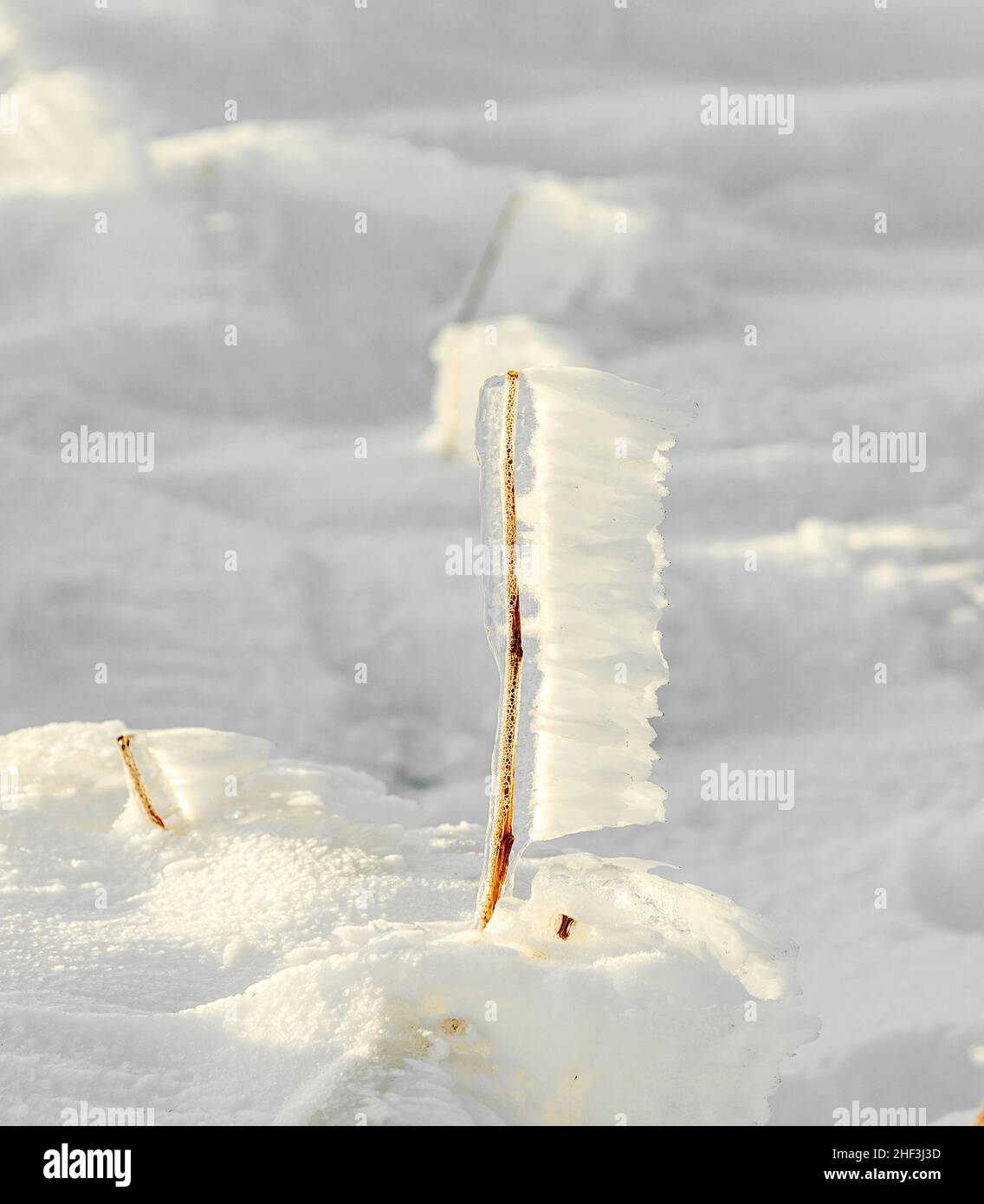 detail of snow and ice at frozen plant at the winter mountain landscape ...