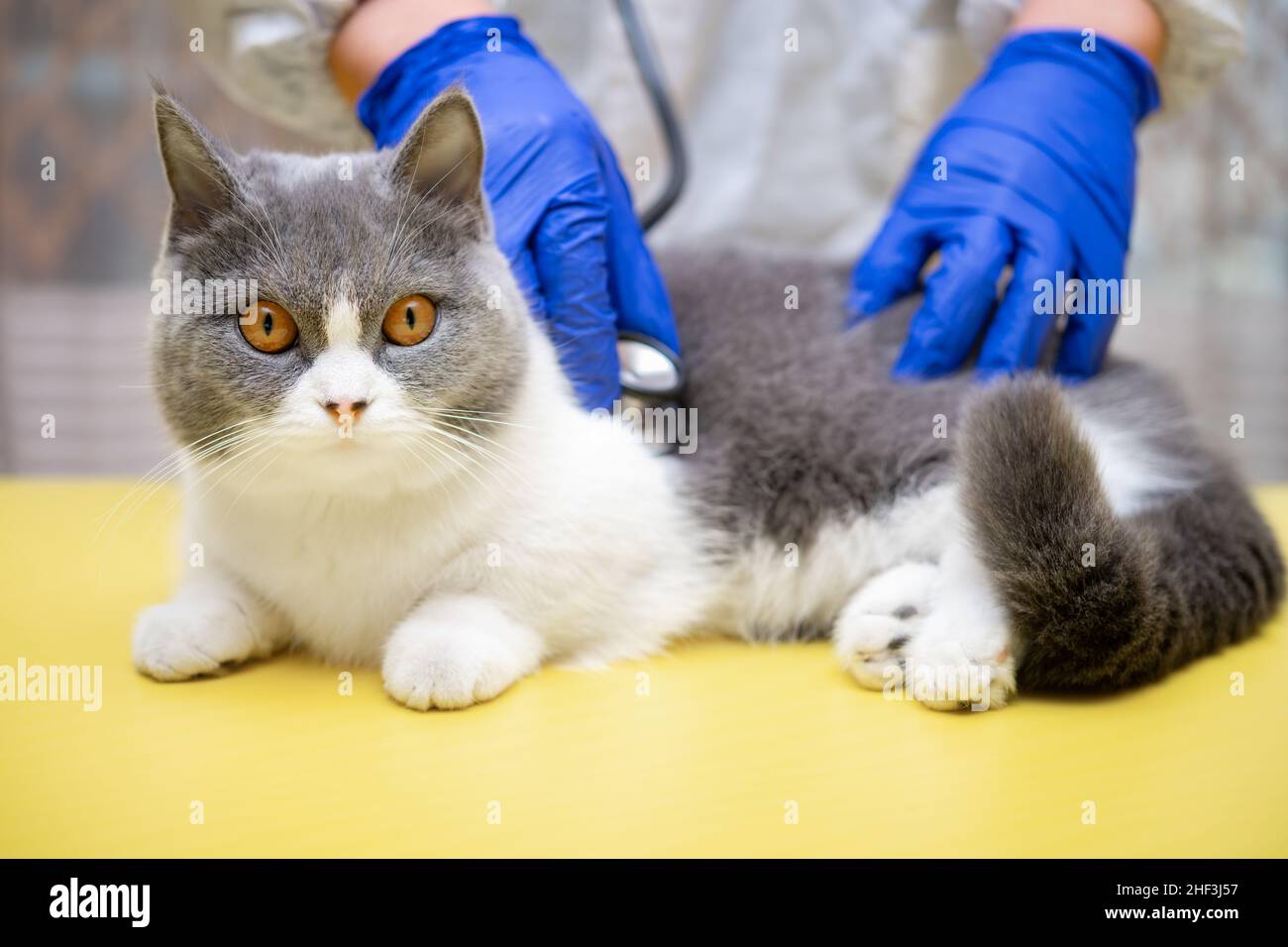 male doctor examinating a cat with stethoscope and the cat looking at ...