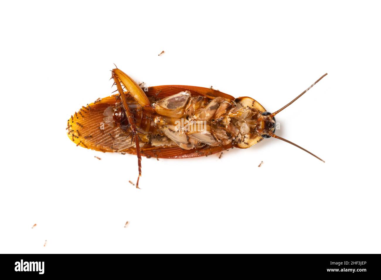 top view cockroach being bit by ants close up Stock Photo - Alamy
