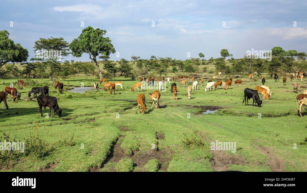 Africa. Kenia. cows in Masai Mara National Park Stock Photo - Alamy