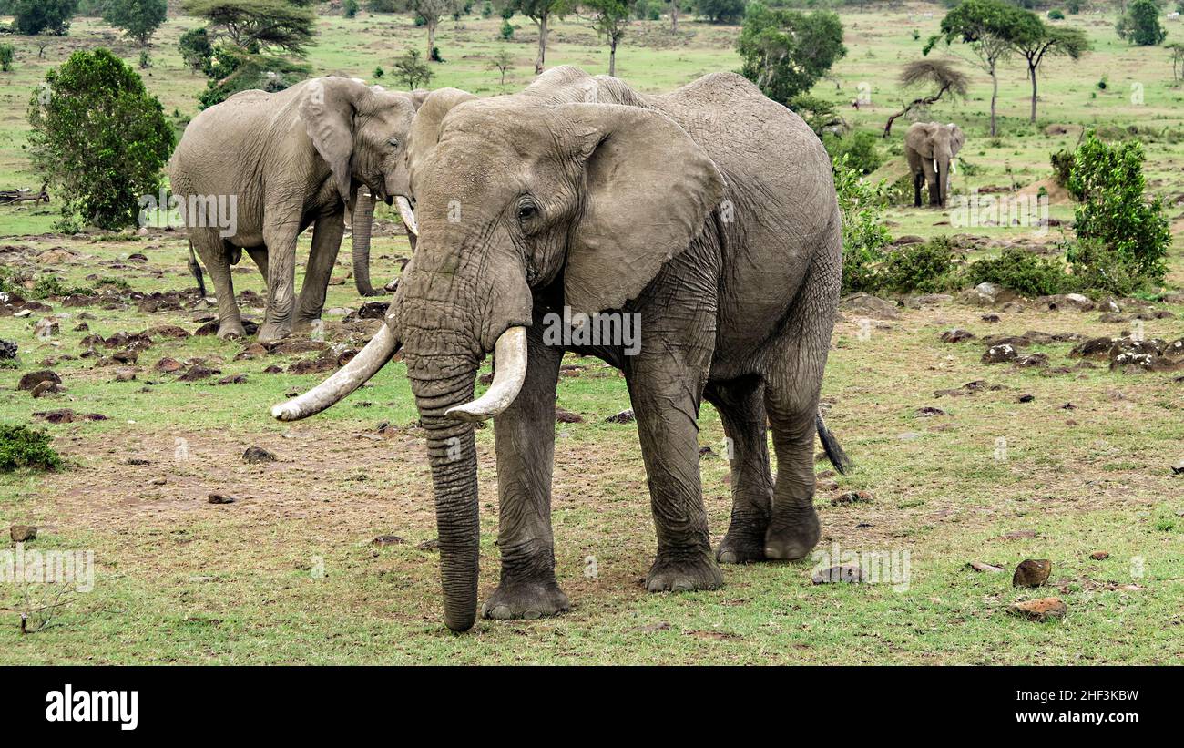 Africa. Kenia. elephants in Masai Mara National Park Stock Photo - Alamy
