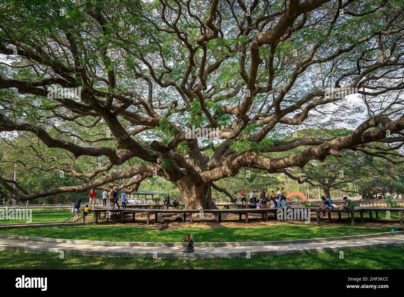Kanchanaburi, Thailand - 4 Jan 2020, The Giant Tree, massive specimen ...