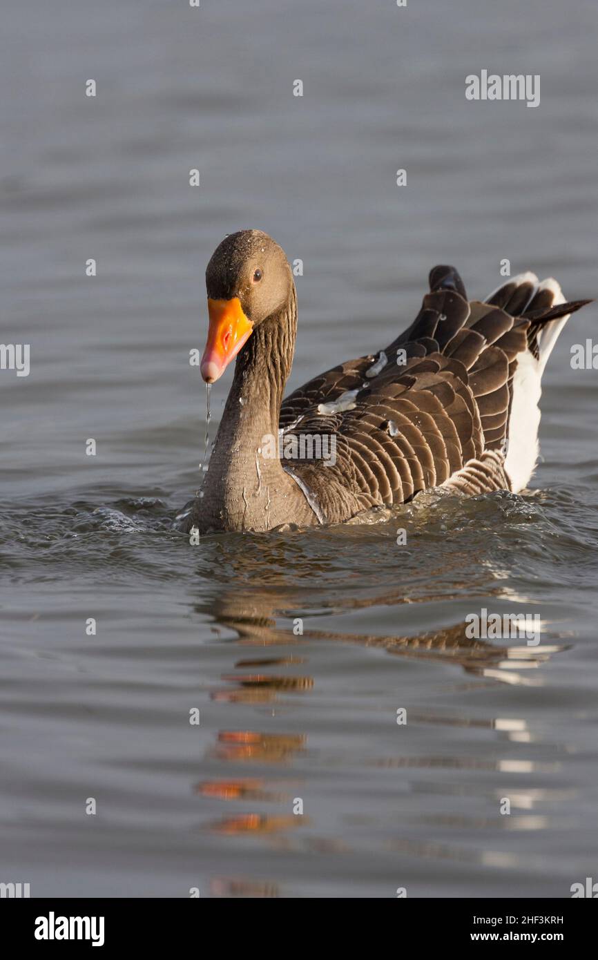 Greylag goose Anser anser, adult bathing, Slimbridge, Gloucestershire ...