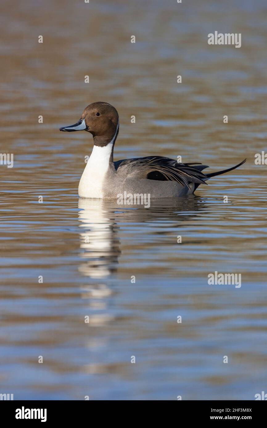 Northern pintail Anas acuta, adult male swimming in shallow lagoon ...
