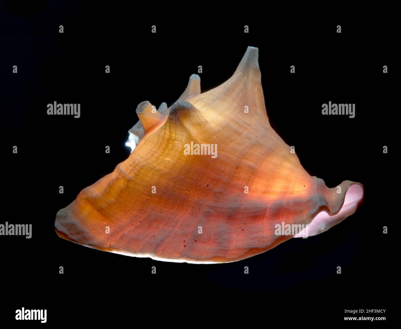 Seashell backlit black background hi-res stock photography and images ...