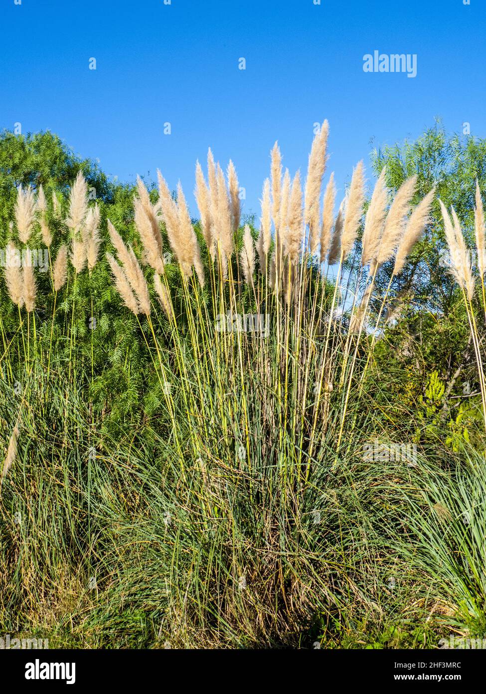 Closeup fluffy reed flower hi-res stock photography and images - Alamy