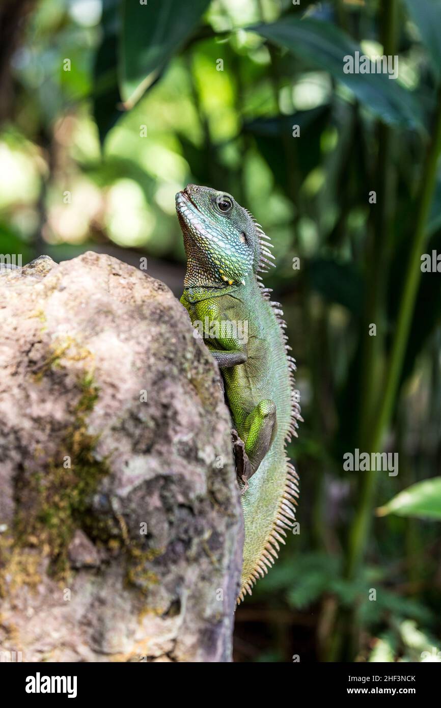 lizard at a rock in tropical area watches the scene Stock Photo - Alamy