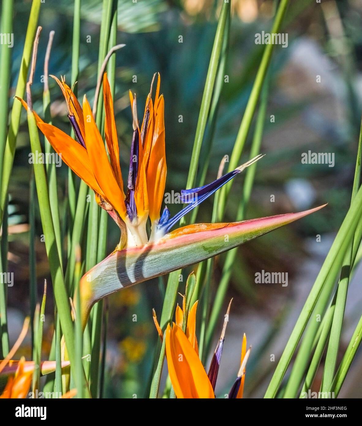 beautiful Bird of Paradise flower, strelitziaceae in detail Stock Photo ...