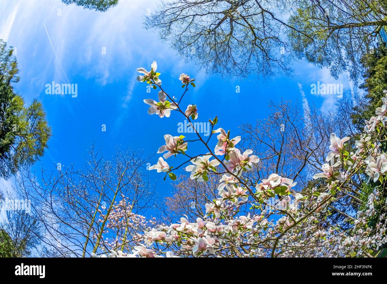 blooming magnolia trees under blue sky Stock Photo - Alamy