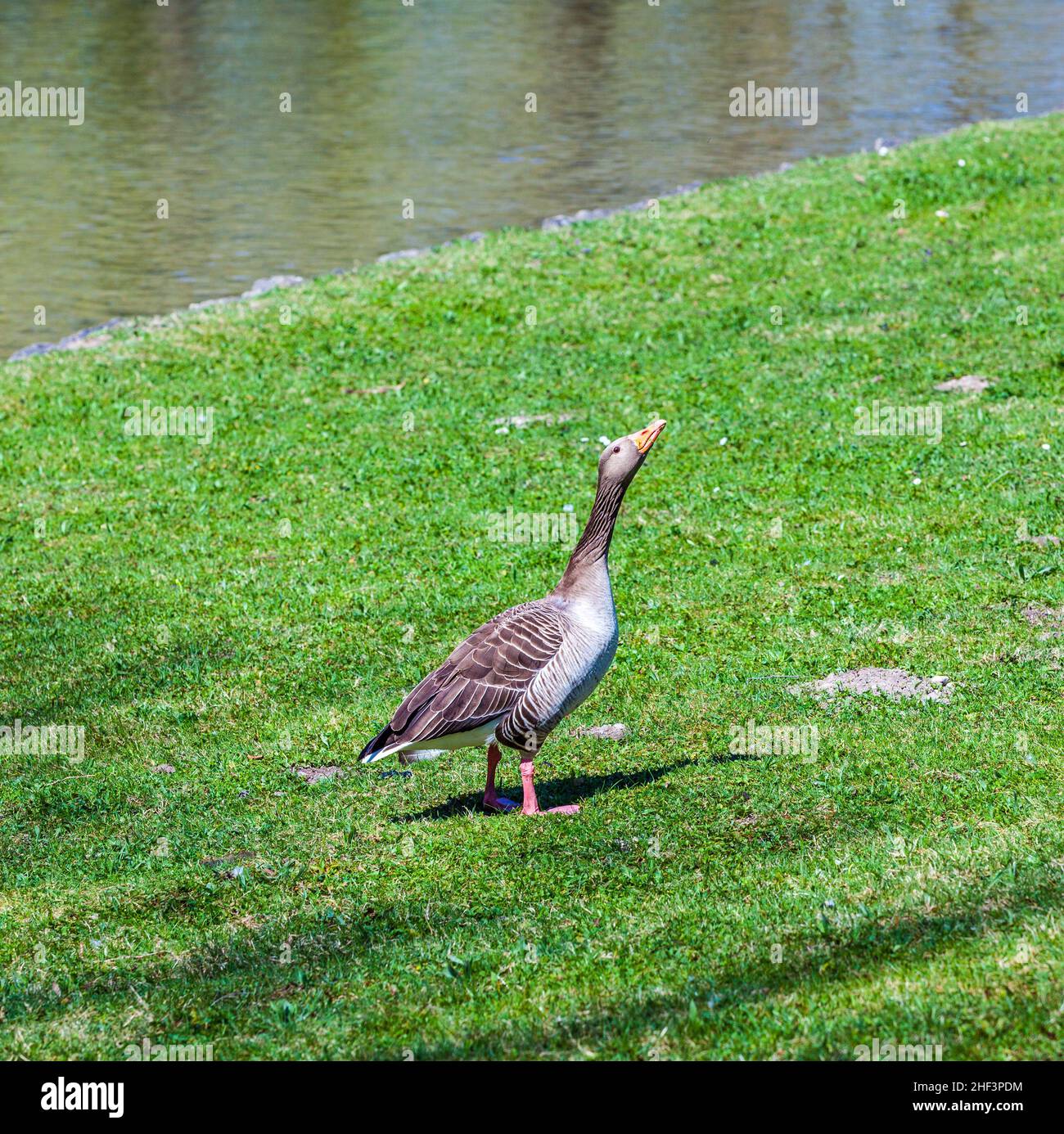 duck enjoys the beautiful green grass in the english garden Stock Photo ...