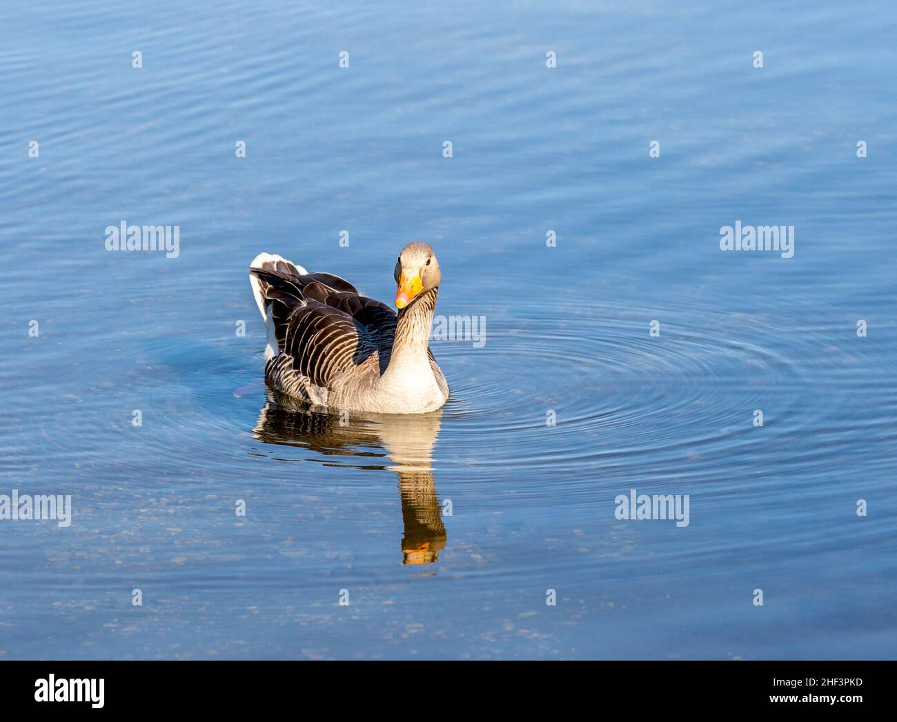 duck family swims on a sunny day at the lake Stock Photo - Alamy