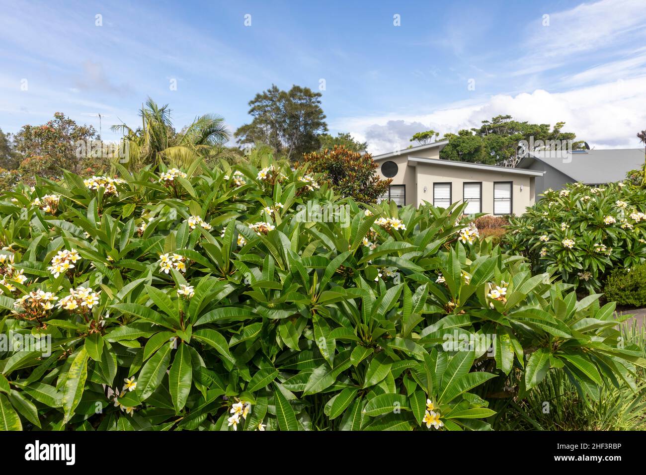 Frangipani shrubs trees ( plumeria) in full bloom in a Sydney ...