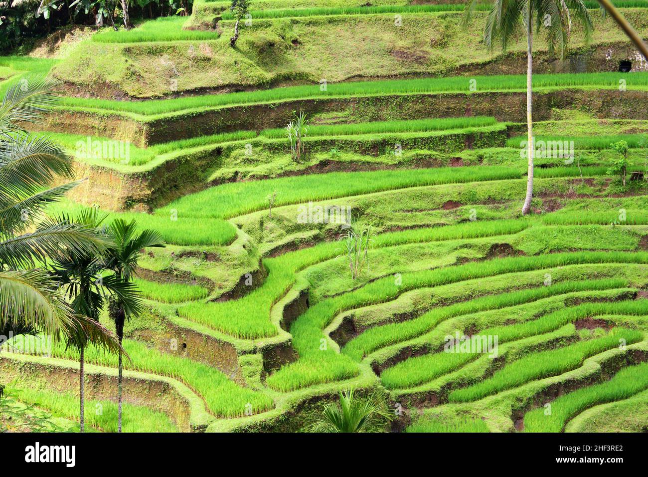 Terraced rice paddies at Tegalallang in Ubud, Bali, Indonesia Stock ...
