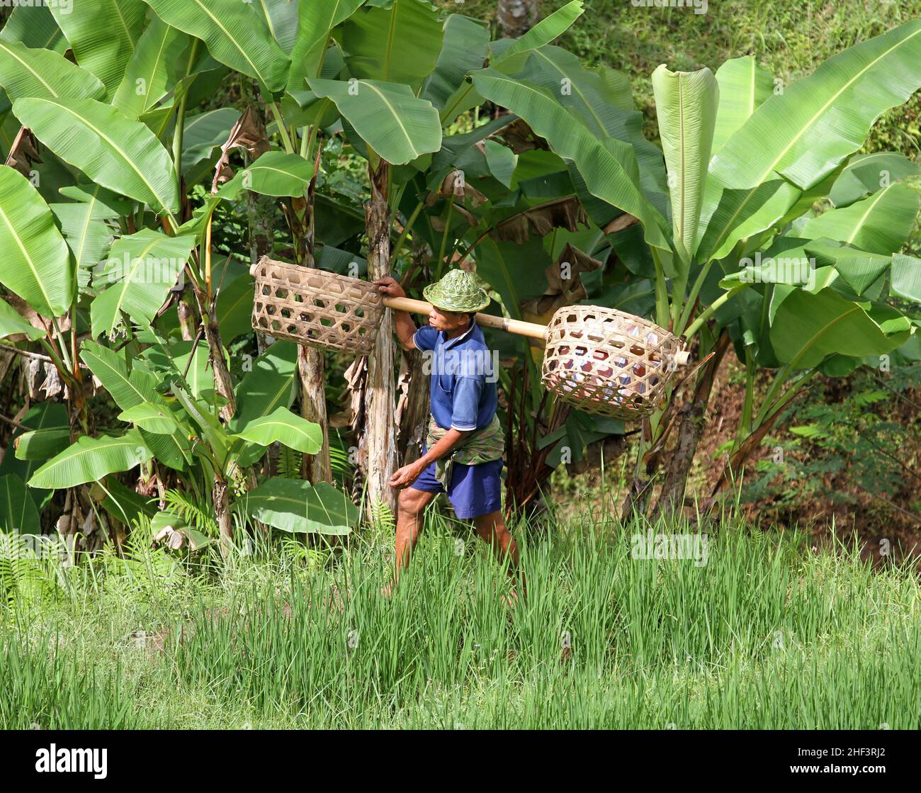 Rice farmer carrying baskets in the terraced rice paddies at ...