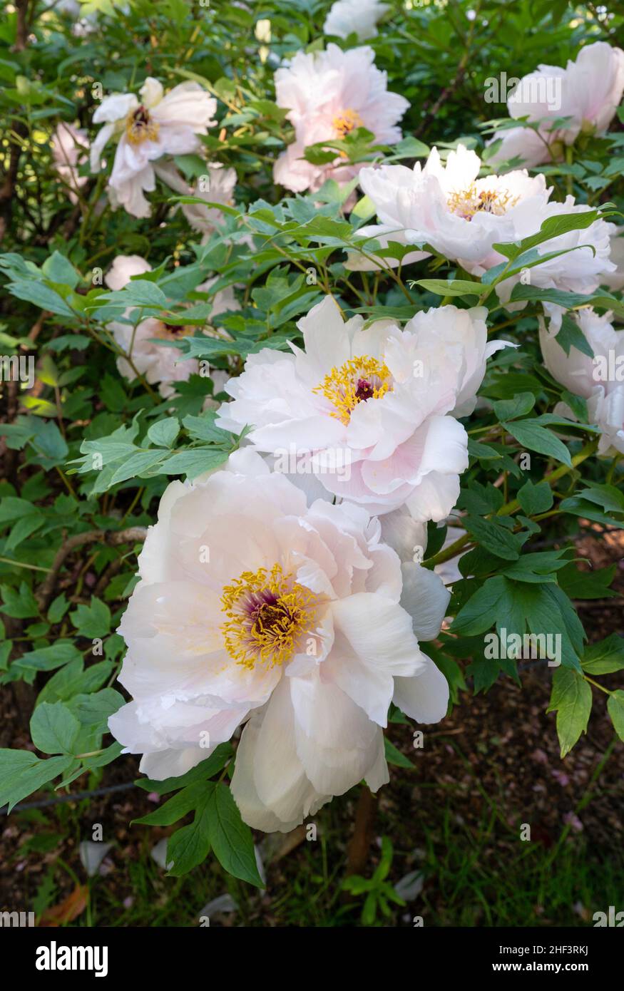 Tree peonies hi-res stock photography and images - Alamy