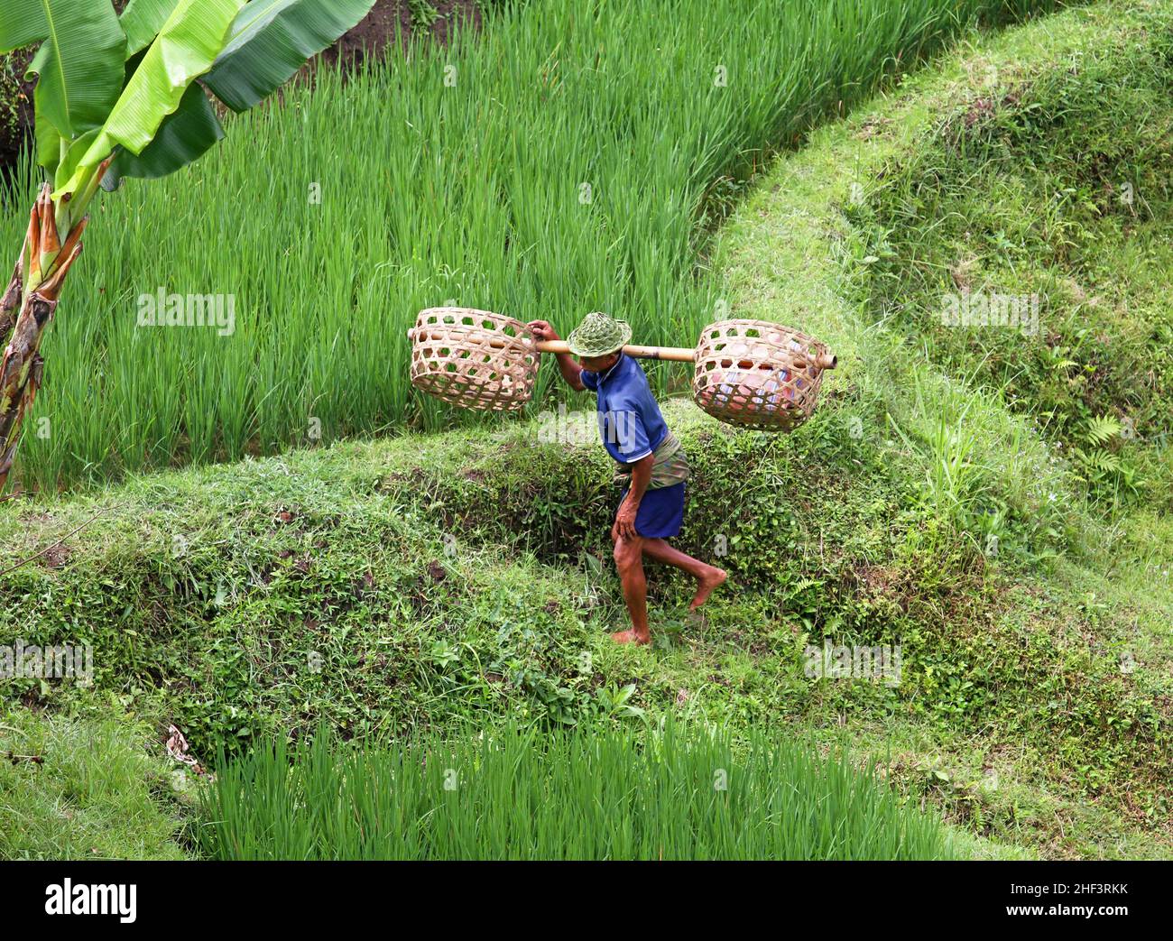 Rice farmer carrying baskets in the terraced rice paddies at ...