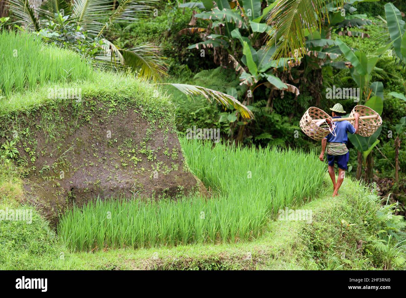 Rice farmer carrying baskets in the terraced rice paddies at ...