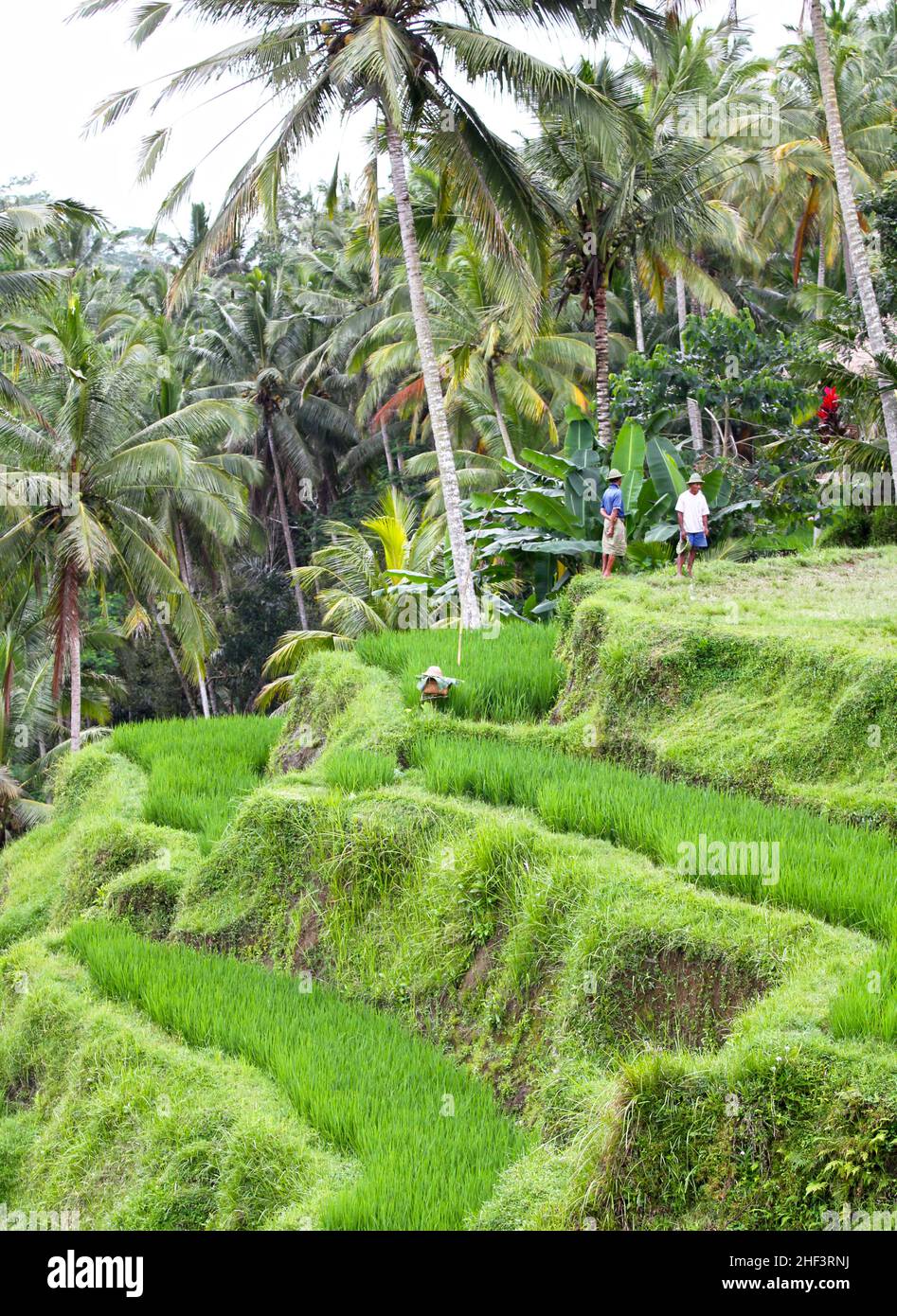 Terraced rice paddies at Tegalallang in Ubud, Bali, Indonesia Stock ...
