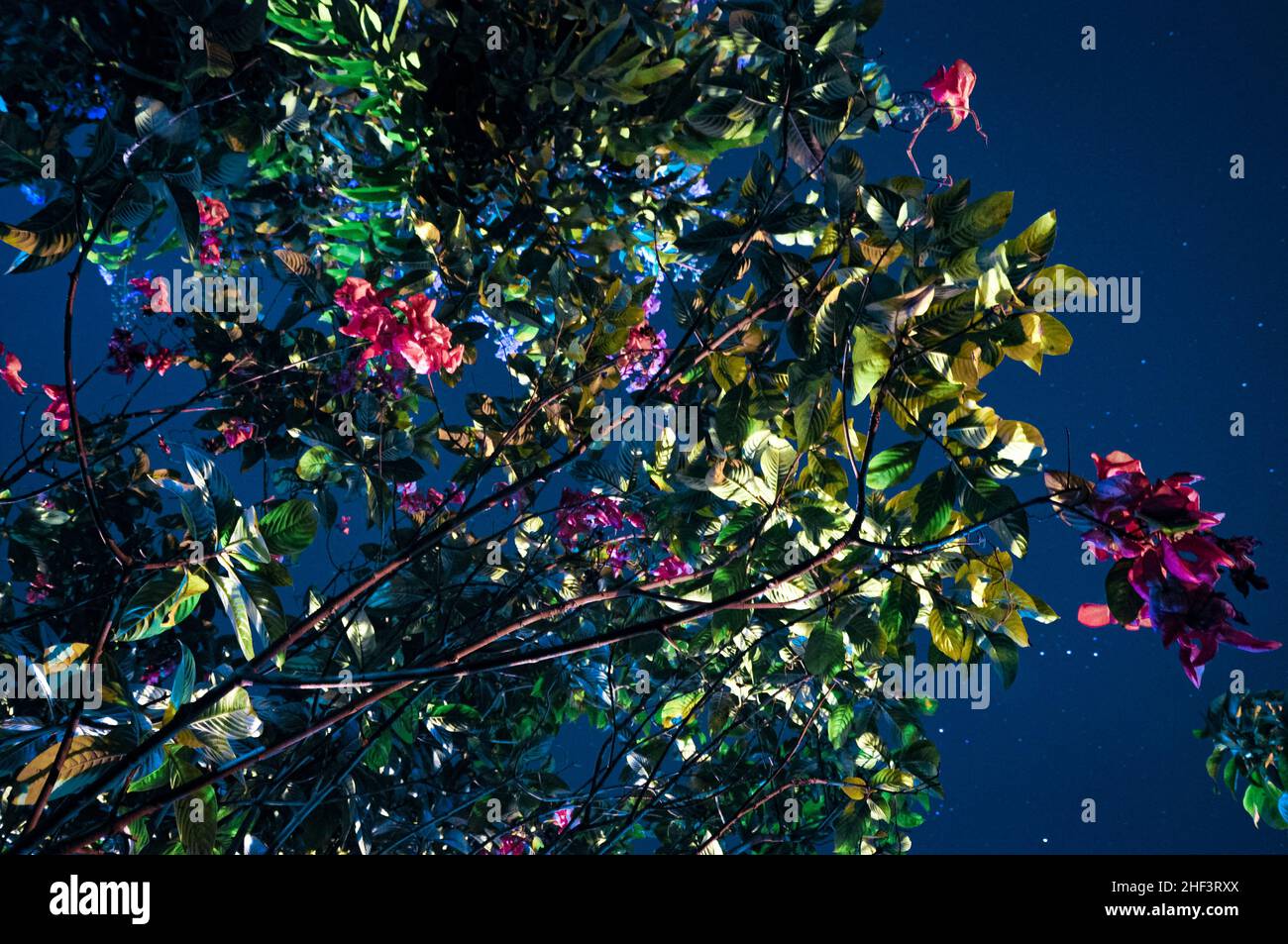 night landscape with flowers and colors Stock Photo - Alamy