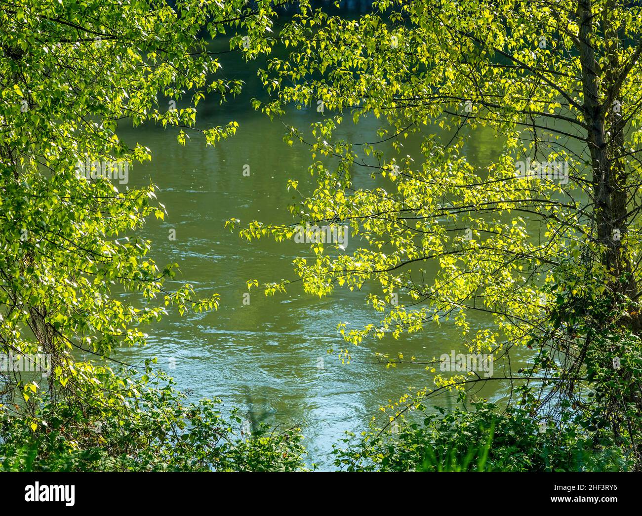 river Danube with green trees in Vienna in spring Stock Photo - Alamy