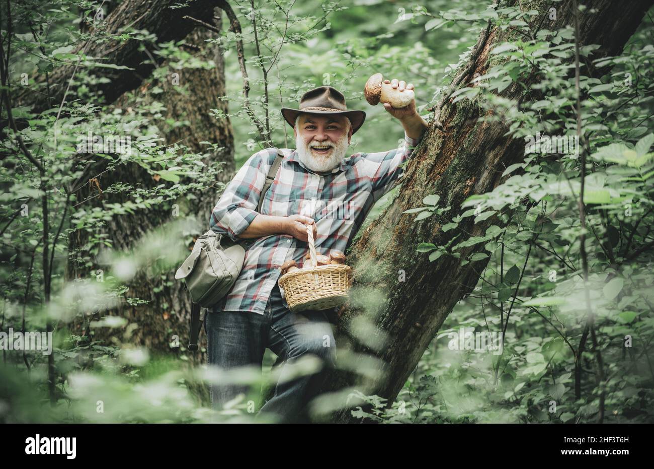 Mushroom in the forest, senior man collecting mushrooms in the forest ...