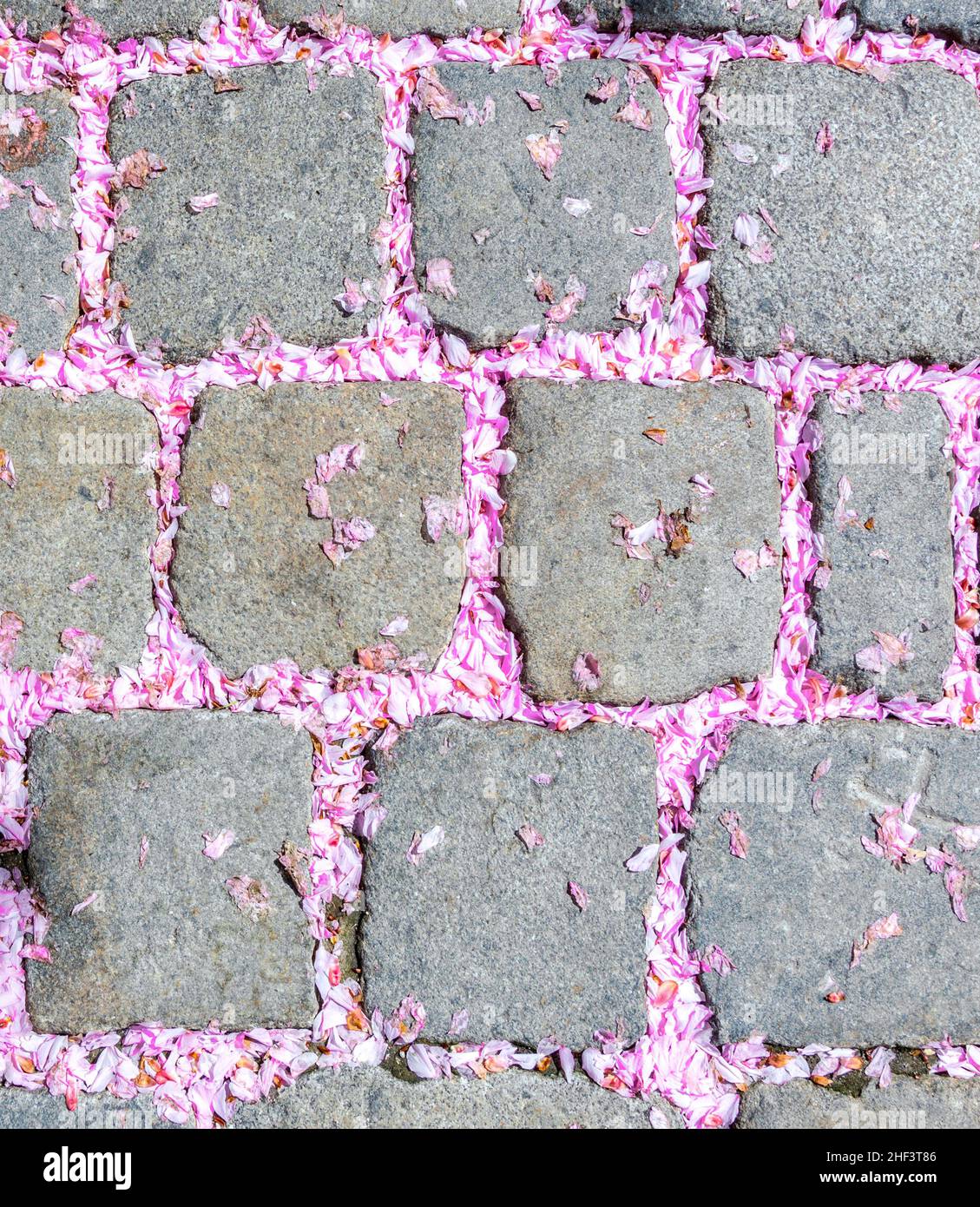 pink blossom of a tree gives a harmonic pattern on old cobble stone ...