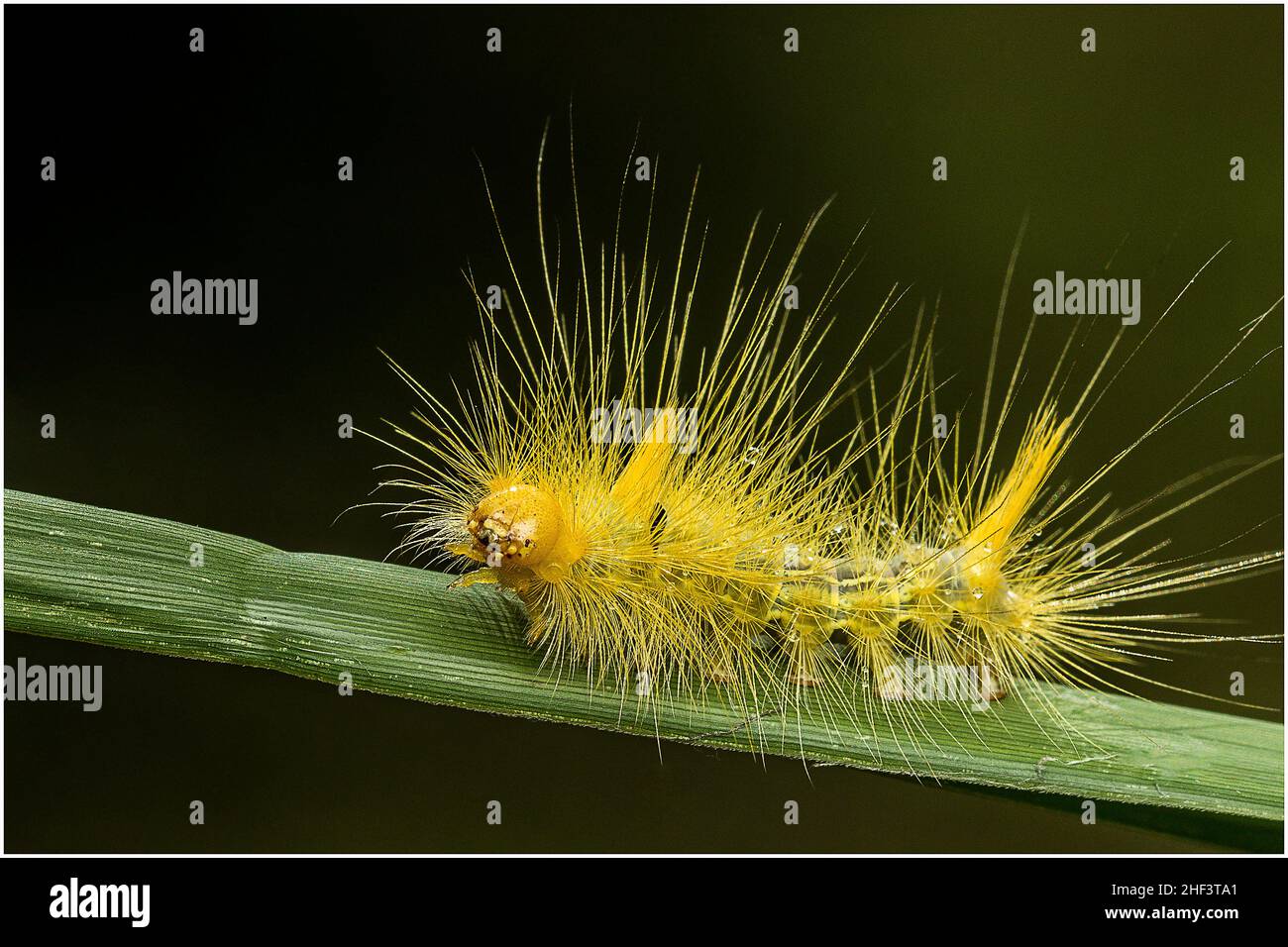 The life of small insects in the park in Ho Chi Minh city Stock Photo ...
