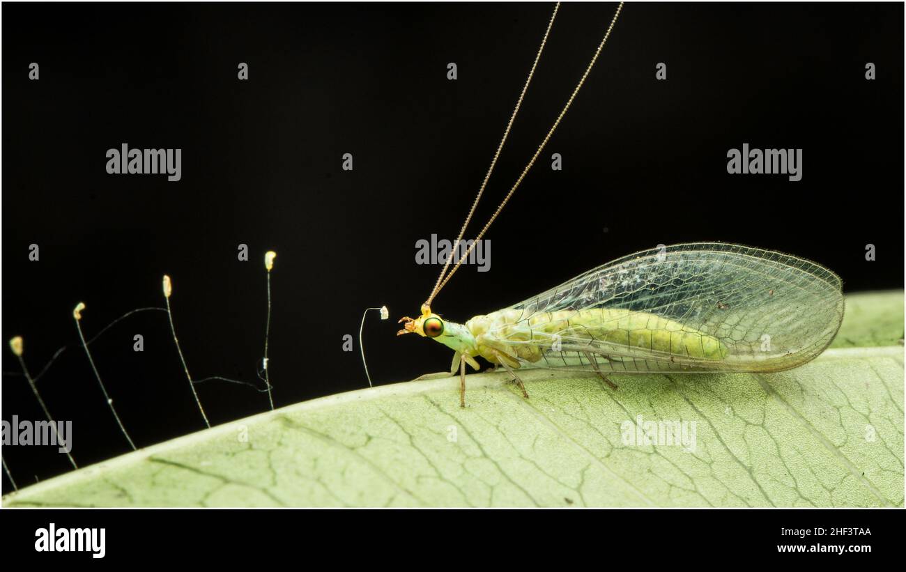 The life of small insects in the park in Ho Chi Minh city Stock Photo ...