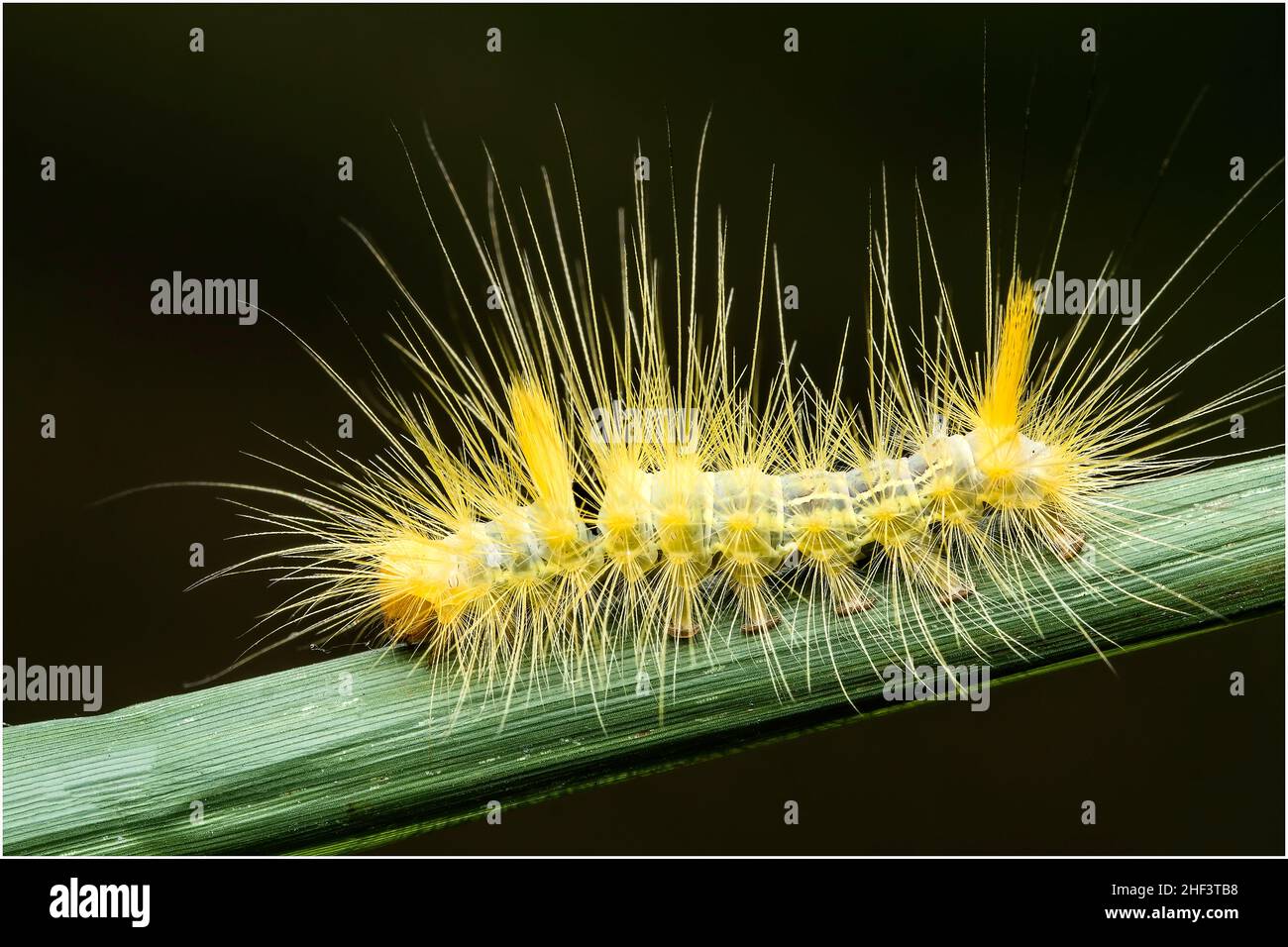 The life of small insects in the park in Ho Chi Minh city Stock Photo ...