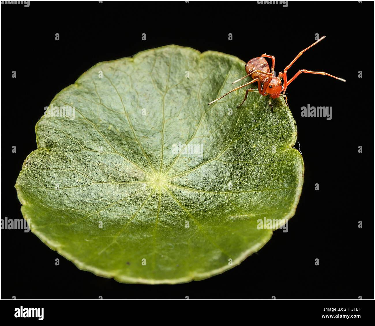 The life of small insects in the park in Ho Chi Minh city Stock Photo ...