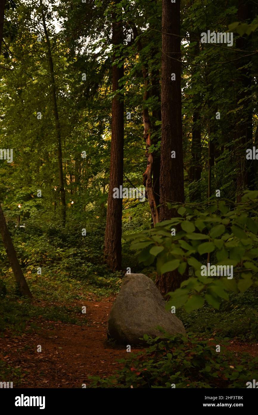Pacific Northwest Forest Stock Photo - Alamy