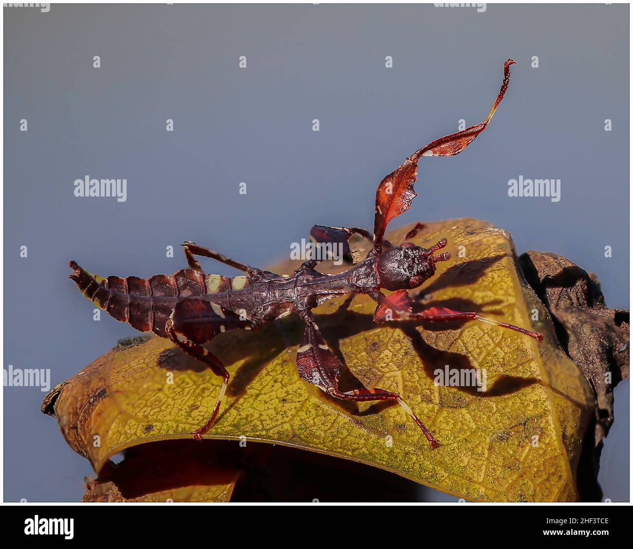 The life of small insects in the park in Ho Chi Minh city Stock Photo ...